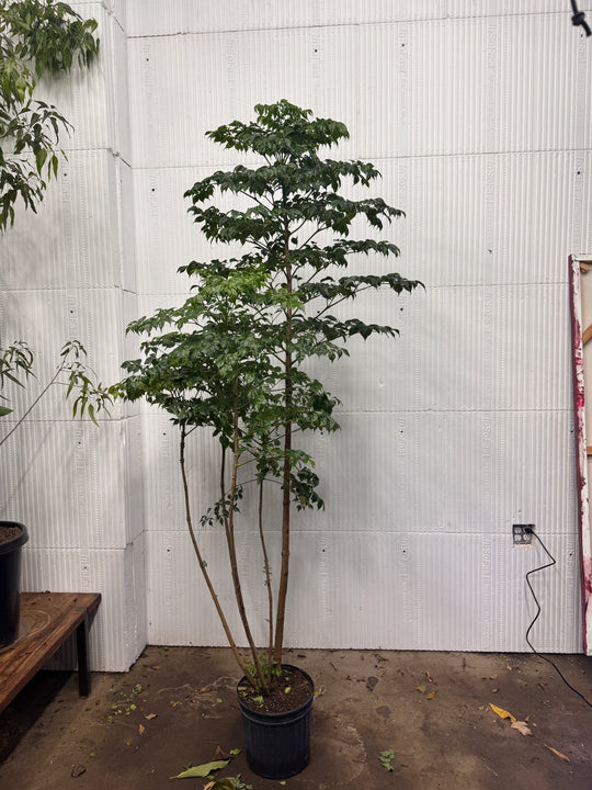 China Doll Plant – The Old Yew Plant Shop