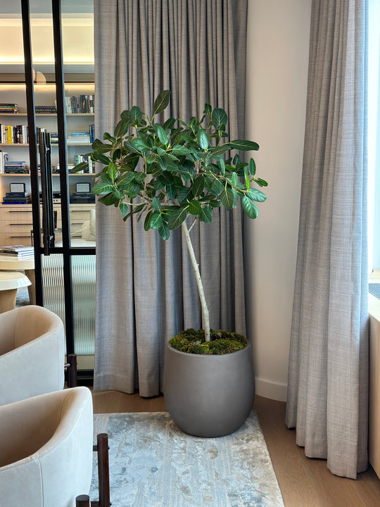 Ficus Audrey – The Old Yew Plant Shop