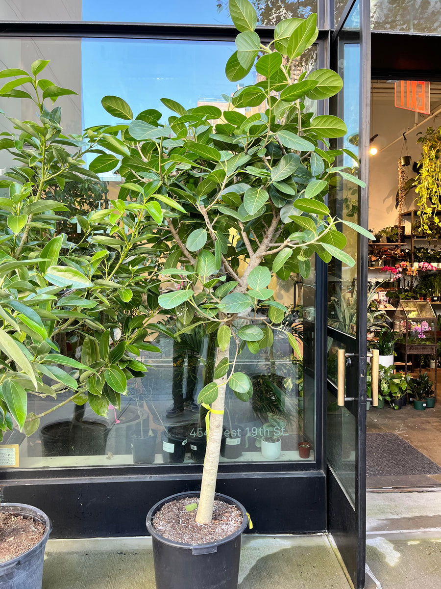 Ficus Audrey – The Old Yew Plant Shop