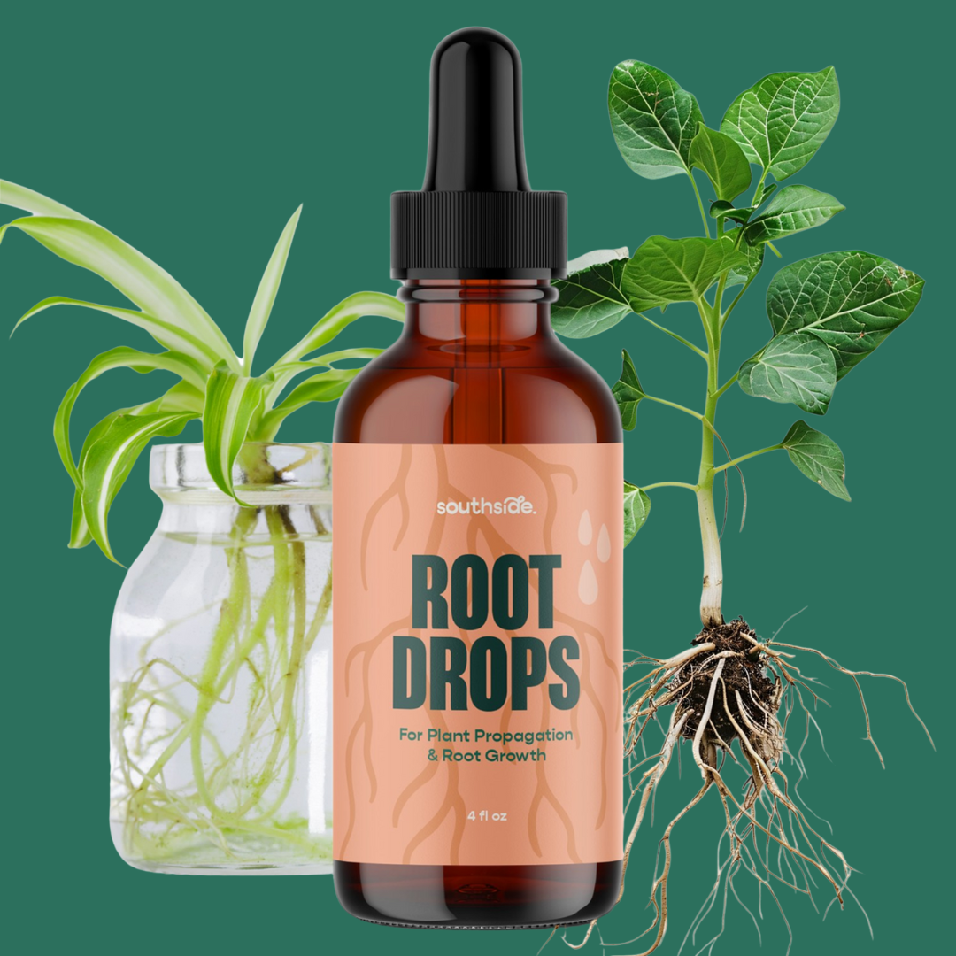 Root Drops - For Propagations & Repotting – The Old Yew Plant Shop