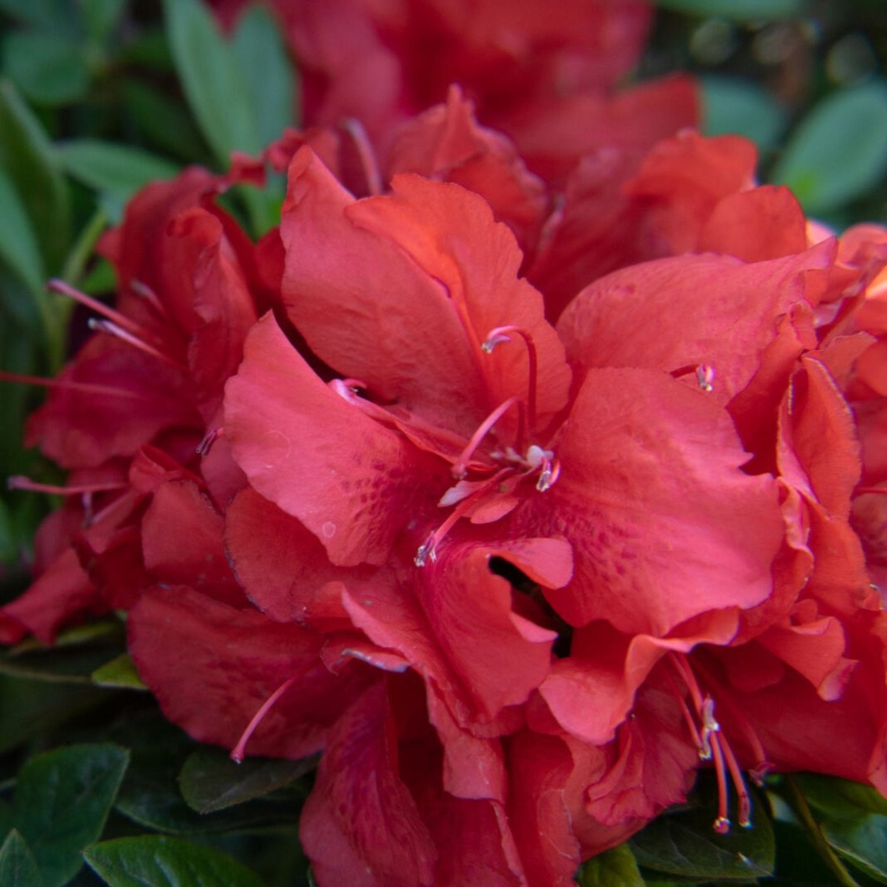Ever After™ Ruby Azalea – The Old Yew Plant Shop