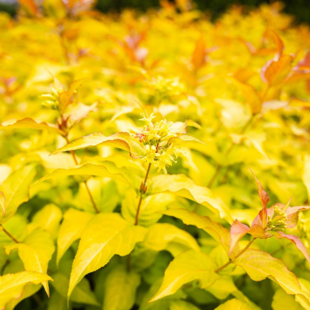 Firefly® Honeysuckle Bush – The Old Yew Plant Shop