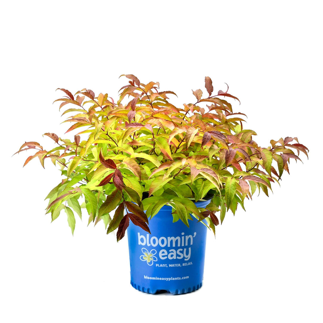 Firefly® Honeysuckle Bush – The Old Yew Plant Shop