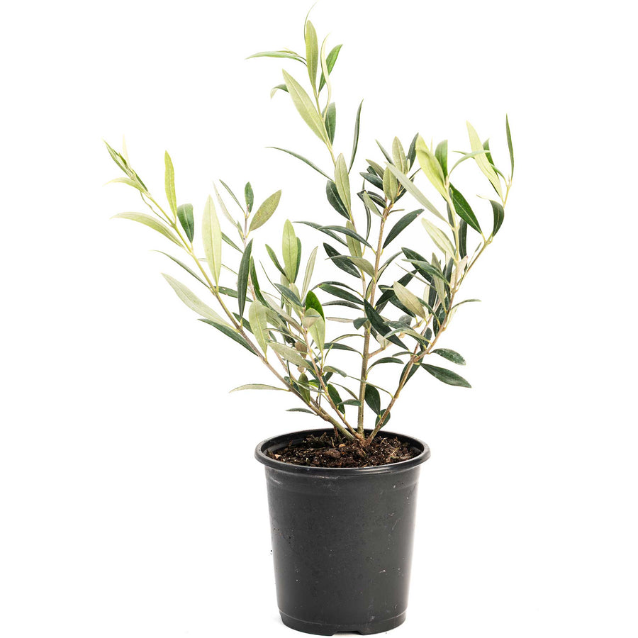 Arbequina Olive Tree – The Old Yew Plant Shop
