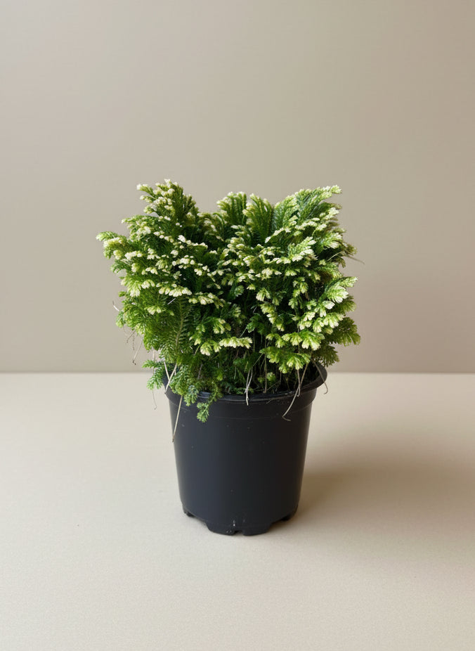 Spike Moss 'Frosty' – The Old Yew Plant Shop