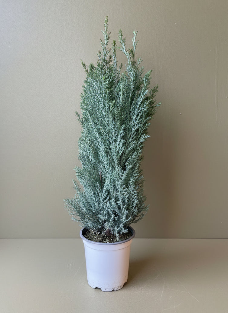 Moonlit Cypress – The Old Yew Plant Shop