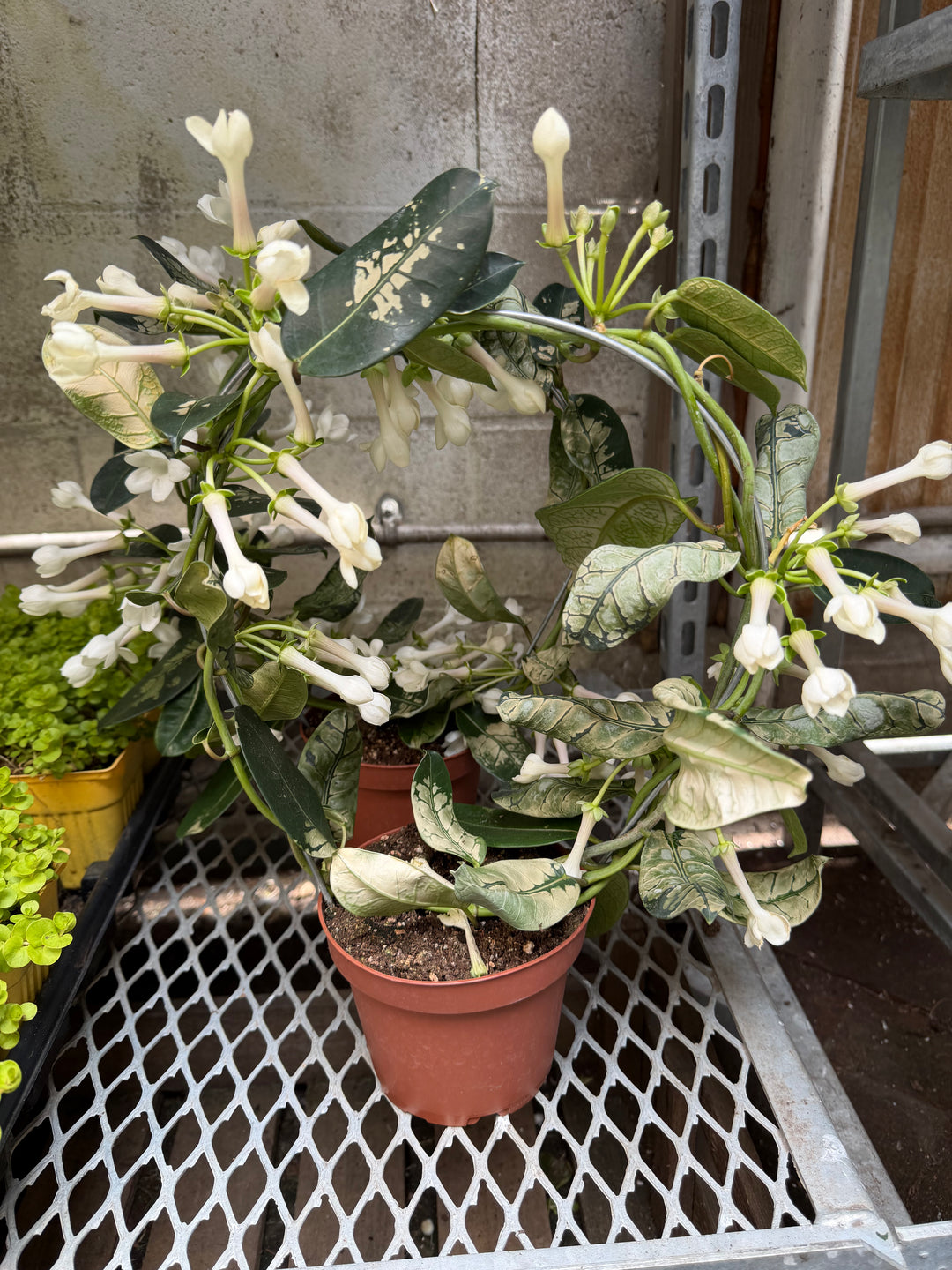 Madagascar Jasmine – The Old Yew Plant Shop
